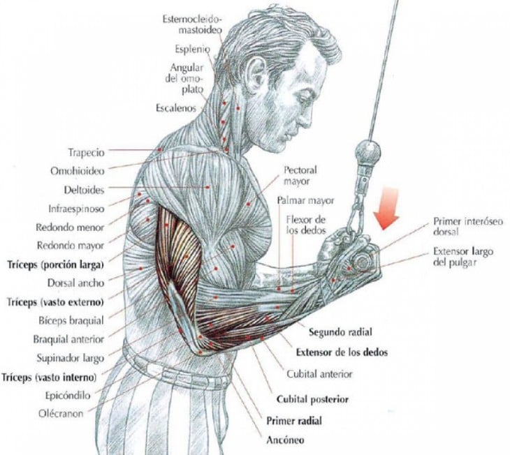 Los 5 consejos para que mejores tus tríceps como deseas