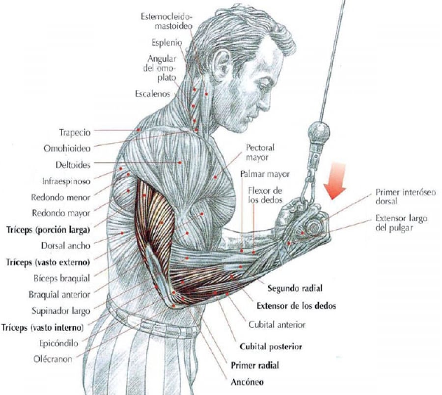 Modelo Triceps Braquial