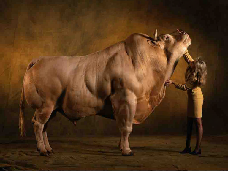 Belgian Blue, una raza de súper vacas musculosas y enormes