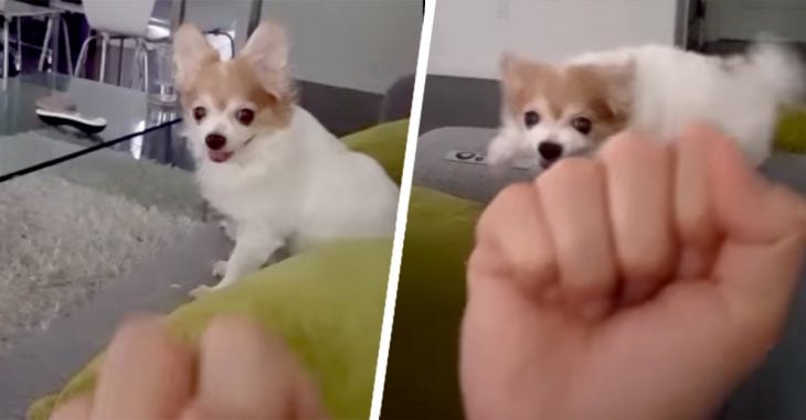 Su perro le mordió el dedo y evitó que le amputaran la pierna