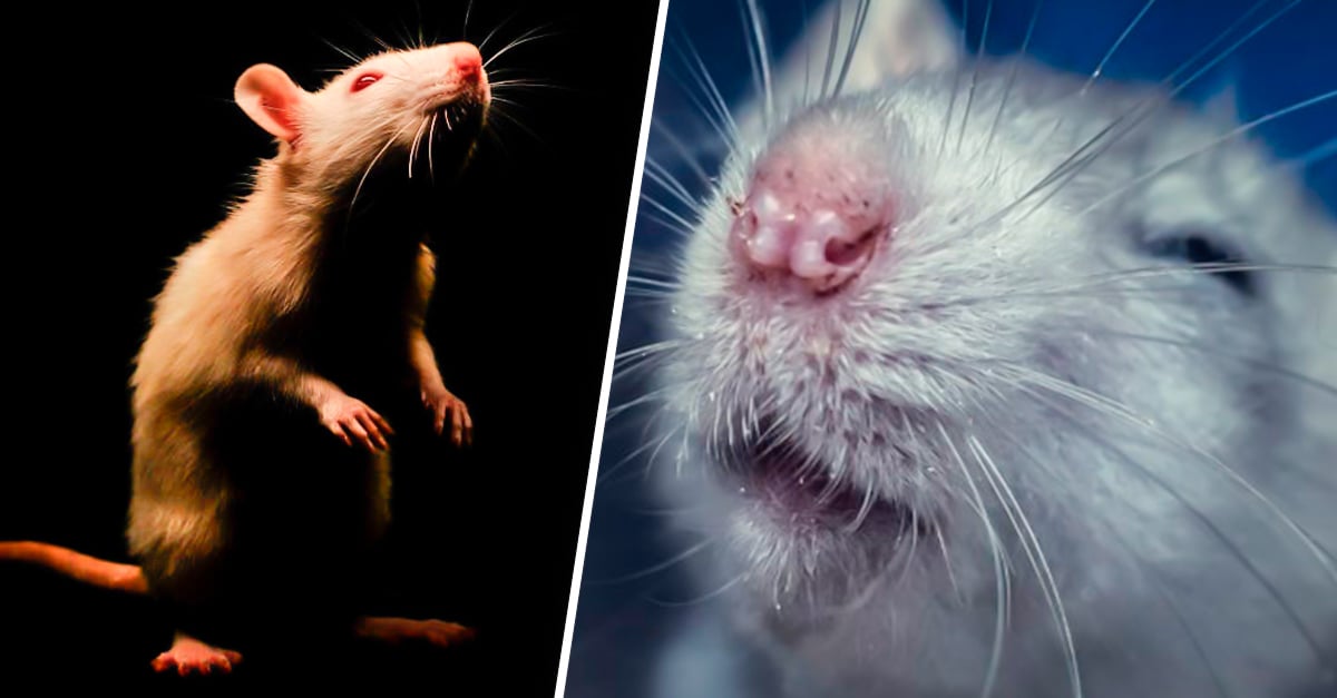 Drogadas con mariguana, las ratas se vuelven más flojas