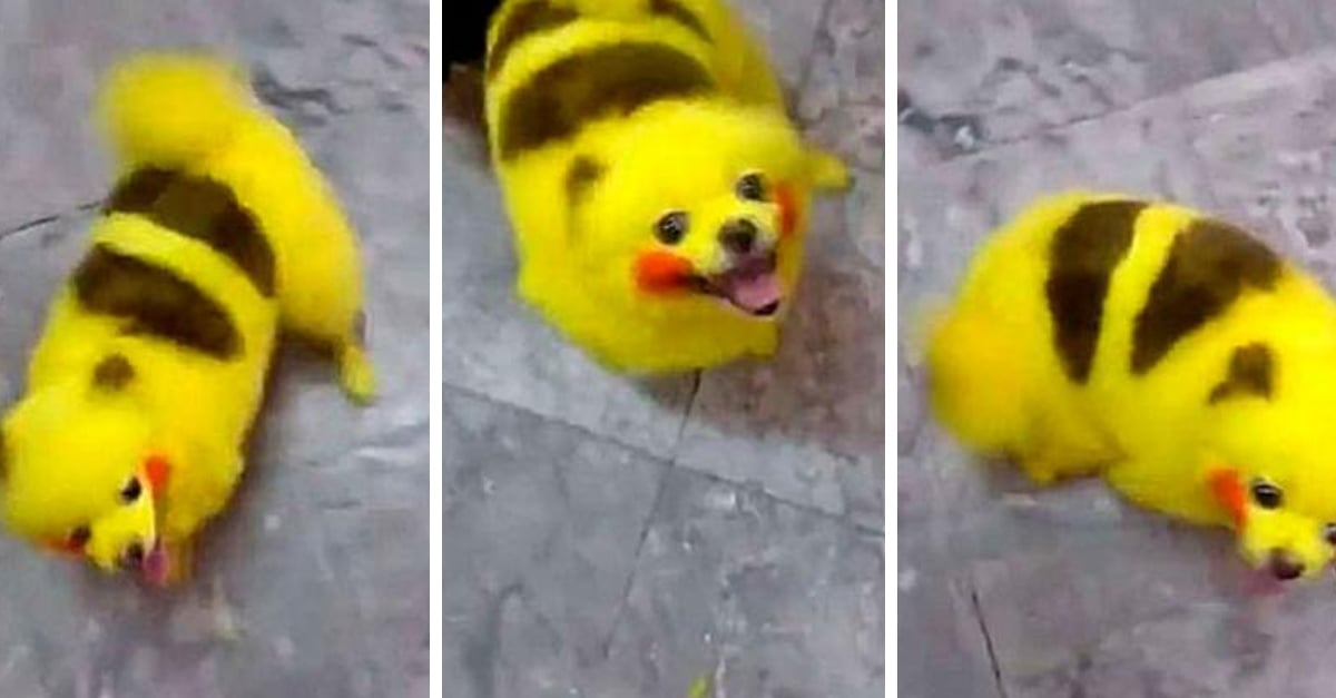 Pinta a perro como Pikachu, lo comparte y causa críticas