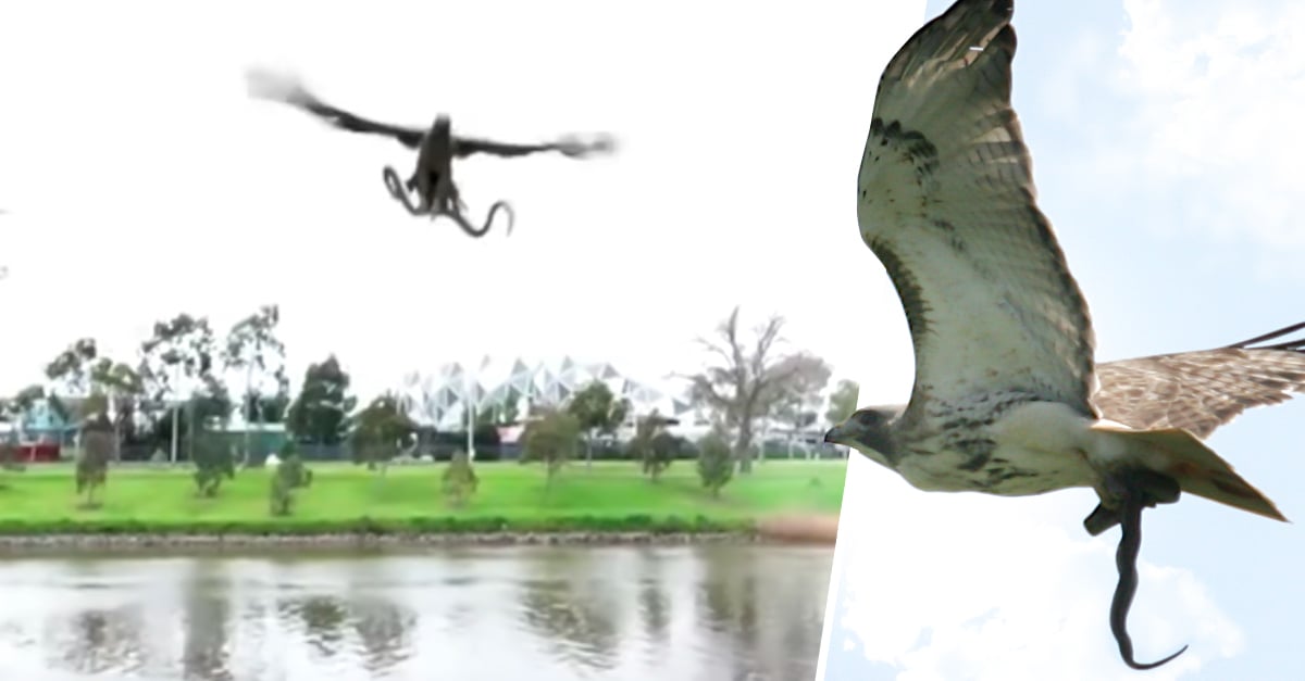 Una familia está en un día de campo y un halcón les lanza una víbora encima