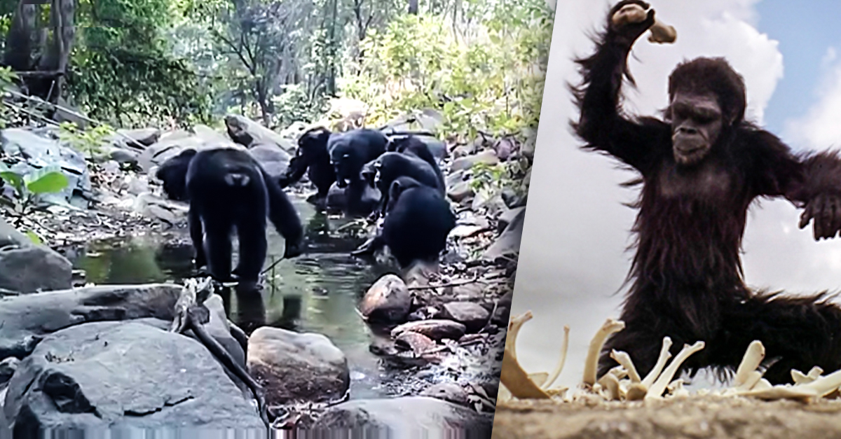 Chimpancés usan redes y palos para recoger algas de un río