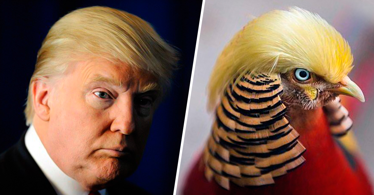Gracioso, esta ave se ve como Donald Trump