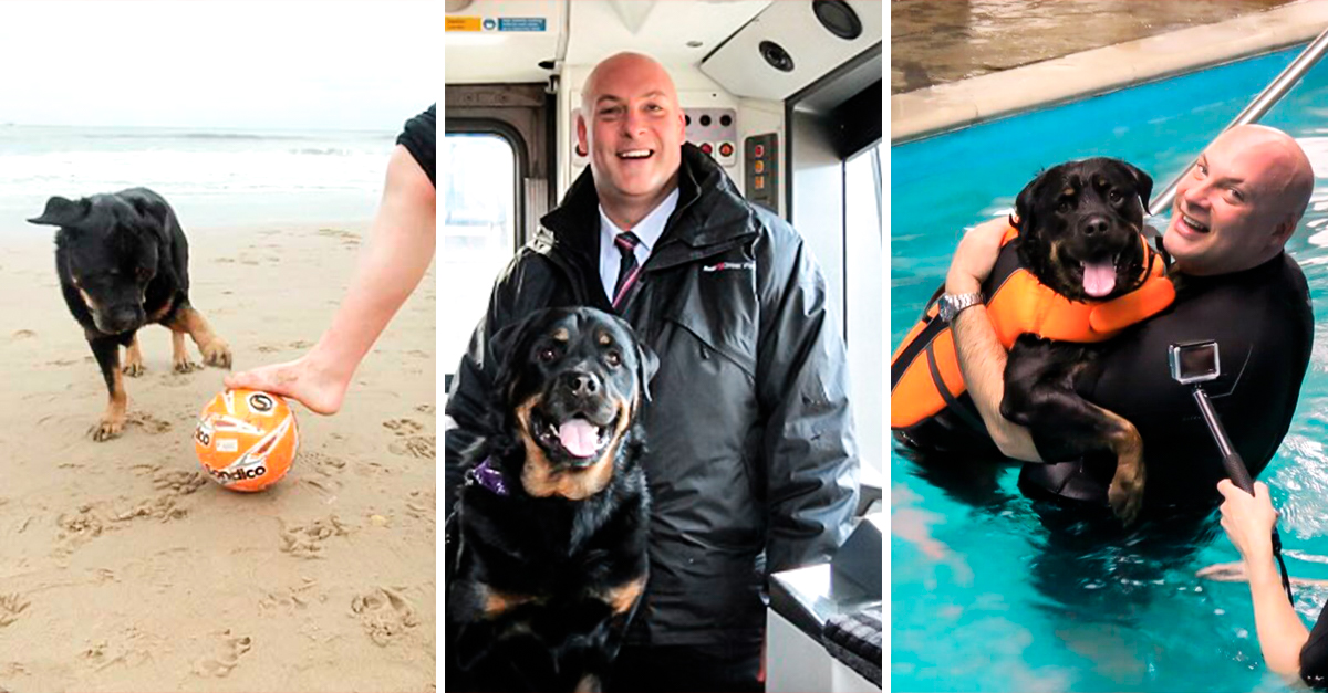 Coco: el perro que cumplió sus sueños antes de morir