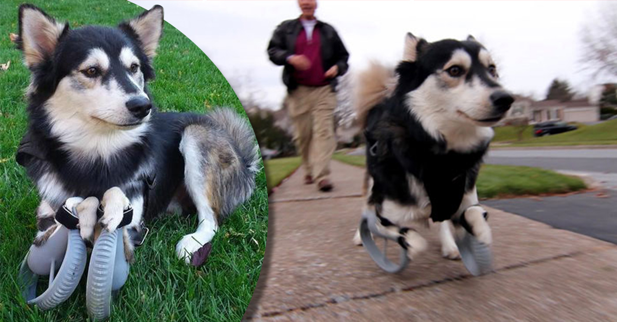 Perritoo corre por primera vez con prótesis en 3D