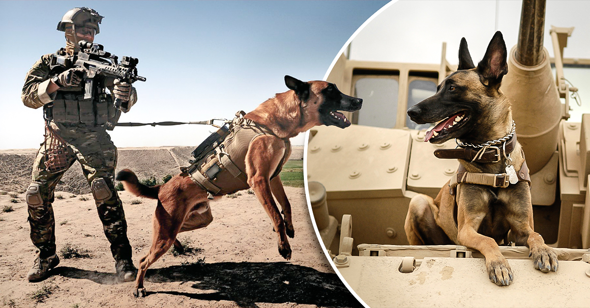 Al fin se reconocerá a los perros militares como héroes