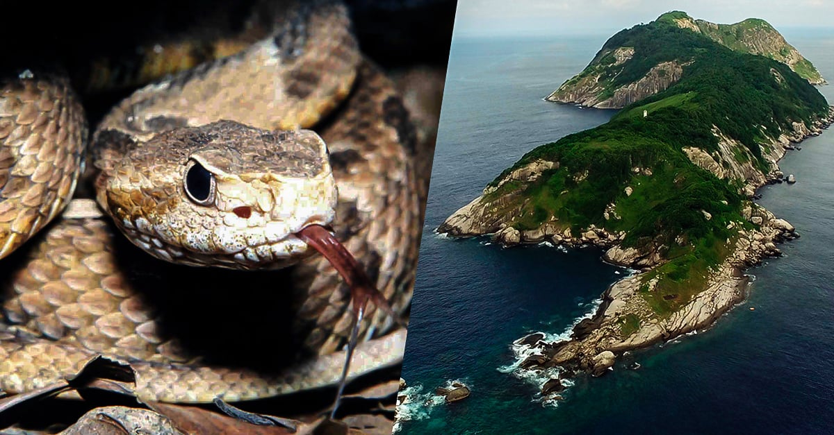 Isla de las Cobras: La isla más peligrosa del mundo