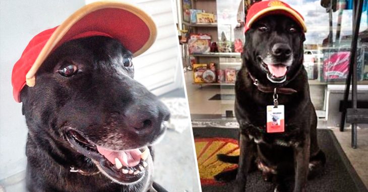 Corchito, el perro que les hace compañía a los clientes de un bar