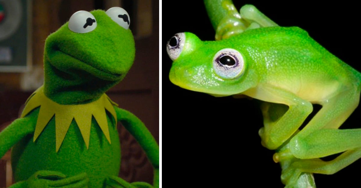 Cientíificos descubren la verdadera Rana René de los Muppets