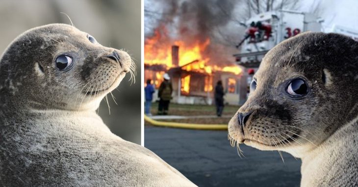 Turistas golpean una foca para poder tomarse una foto