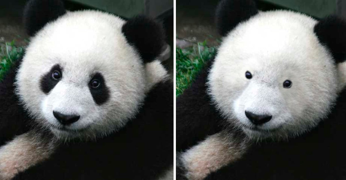Esta es la razón de los parches en los ojos de los pandas