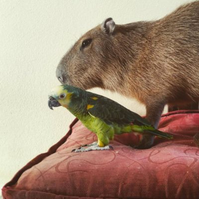 El capibara es considerado el animal más amistoso del mundo