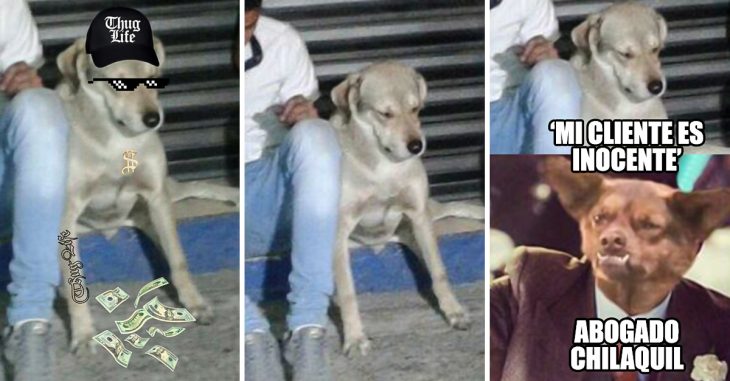 22 memes que demuestran que necesitas al doctor perro