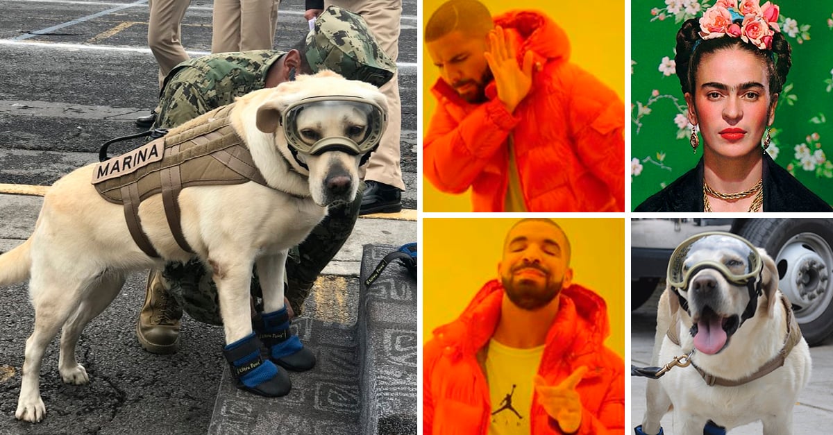 Frida la perrita más admirada salva a 52 personas