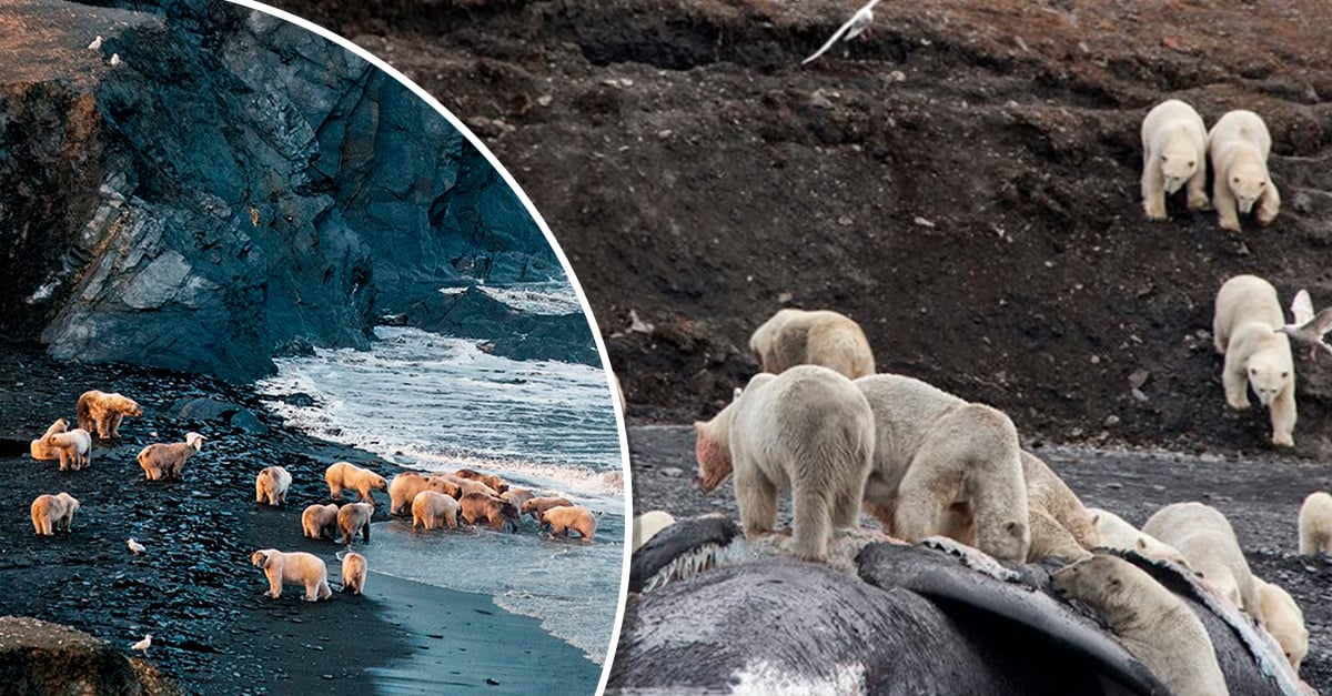 Osos polares pasan más tiempo en tierra; humanos en alerta