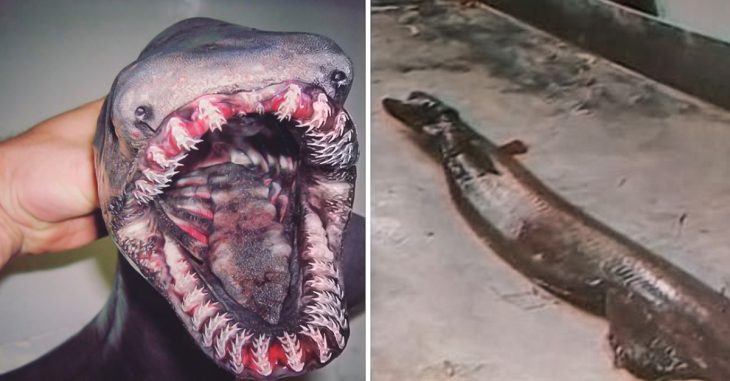 Pescadores encuentran a un pez con dientes humanos