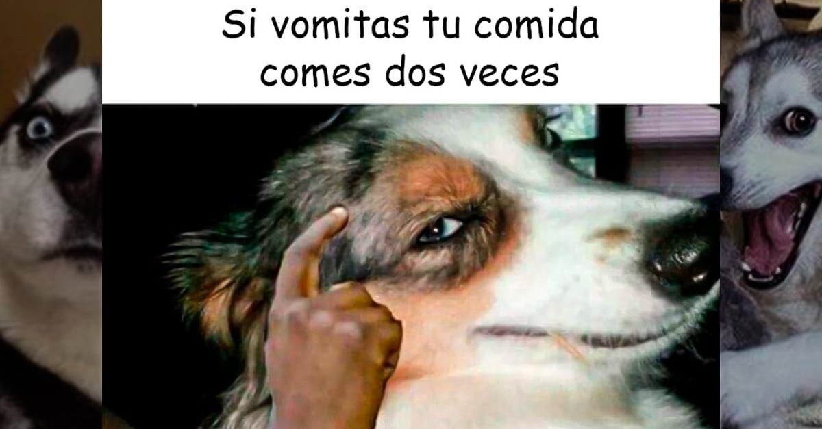 22 memes que demuestran que necesitas al doctor perro