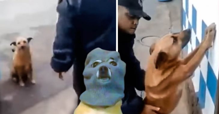 Un perrito fue detenido por la policía y su foto se viraliza