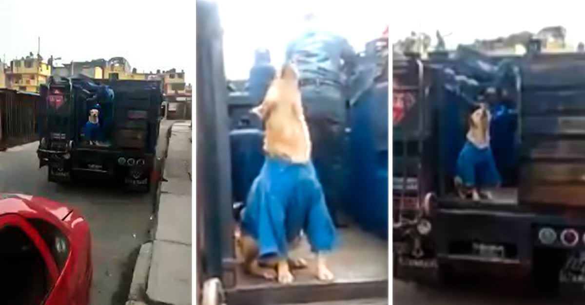 Perro repartidor de gas se convierte en viral con su aullido