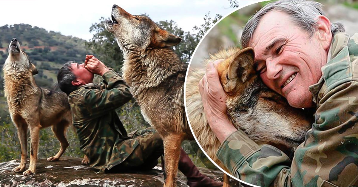 Vivió con los lobos y se decepciona de los humanos