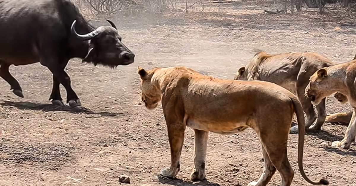 Manada de búfalos se defiende de varias leonas hambirentas
