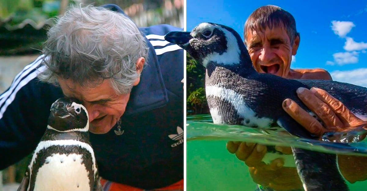 DinDim, pingüino que regresa con el hombre que lo salvó
