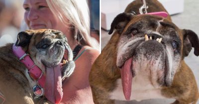 Mr. Happy Face ganó un concurso como El perro más feo del mundo