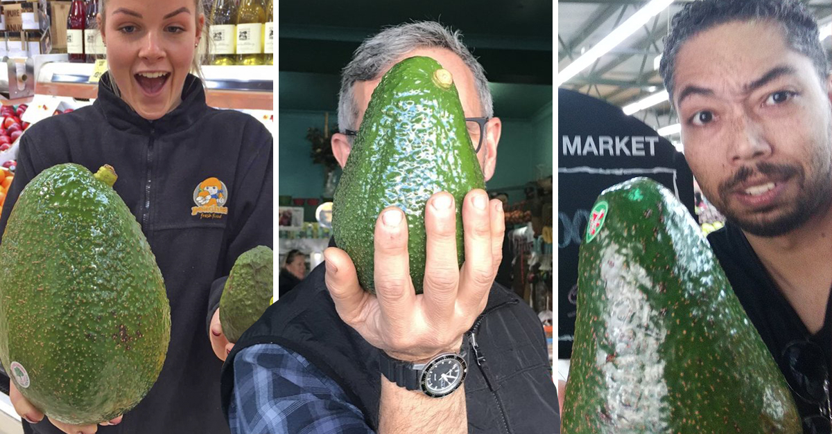 Australianos enloquecen por Avozilla, unos aguacates enormes