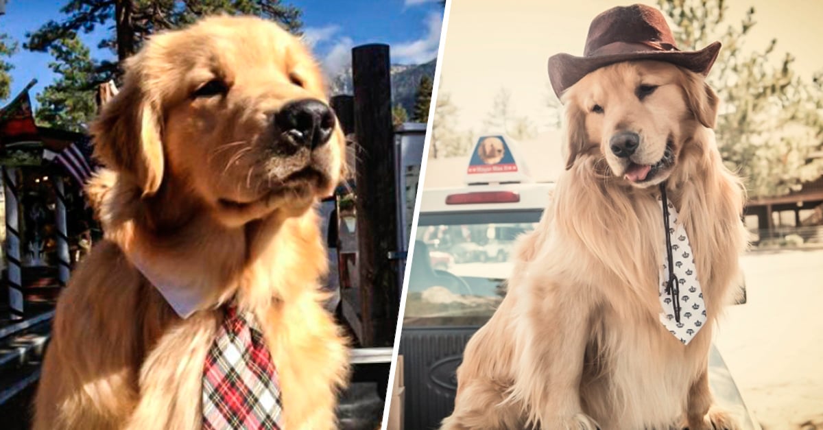 Perro es alcalde de un pueblo de California en EU.