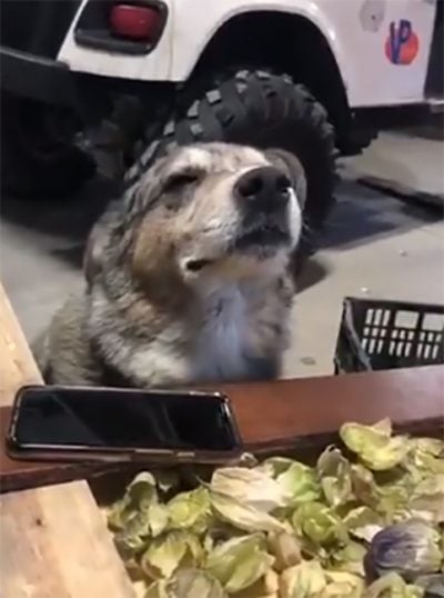 Chamiso, el perrito que baila cumbia con todo el sabor