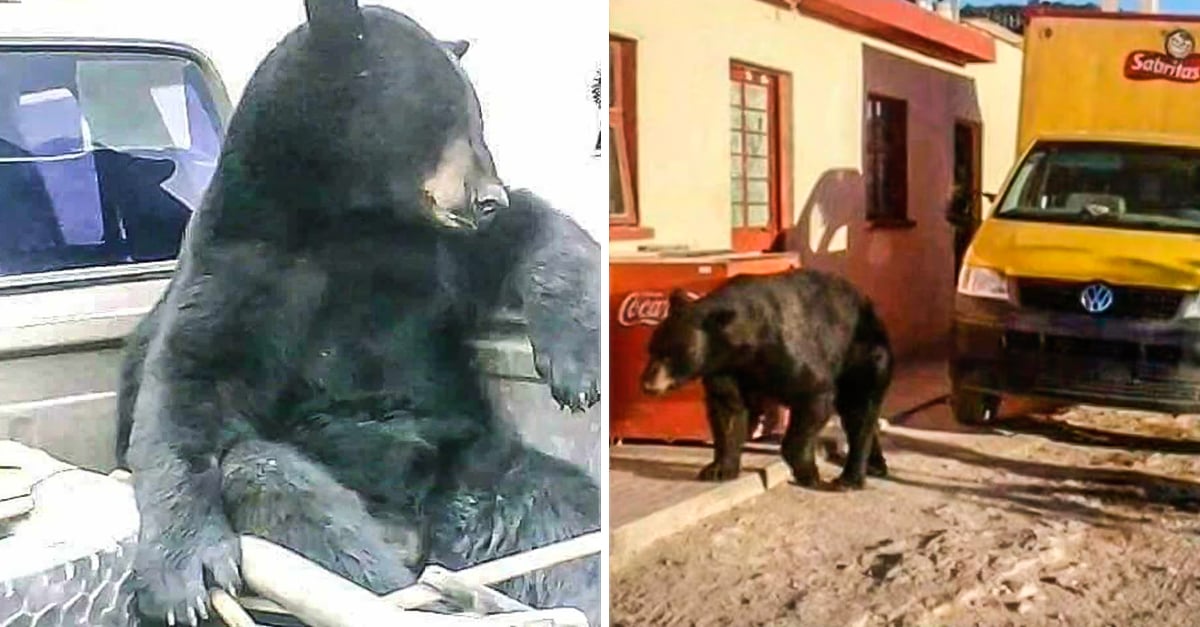 Osos se hace amigo de mineros; le dan aventón en su camioneta