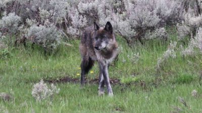 Spitfire, la loba de Yellowstone, asesinada por un cazador