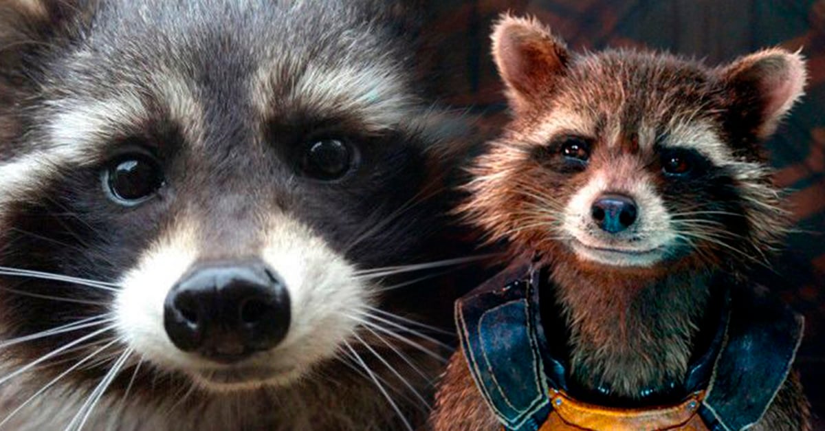Murió Oreo, el mapache que inspiró a Rocket Racoon en cine