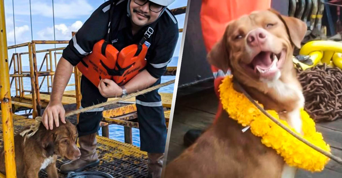 Perrito nadó 200 kms hasta que fue rescatado en el mar