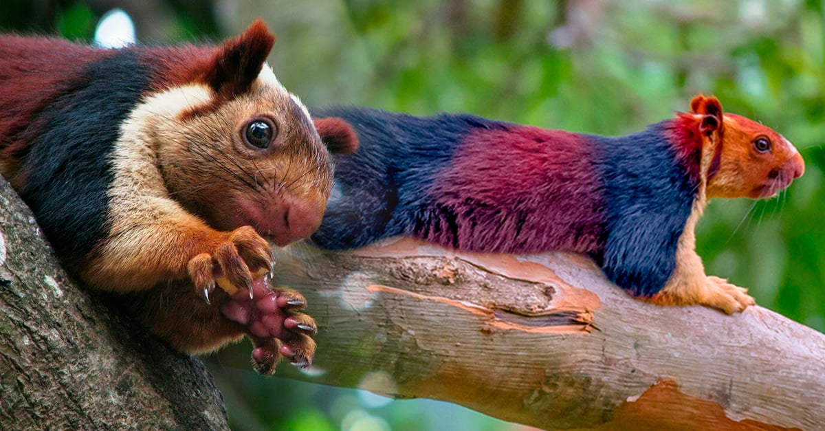 Conoce a la ardilla gigante y multicolor de la India