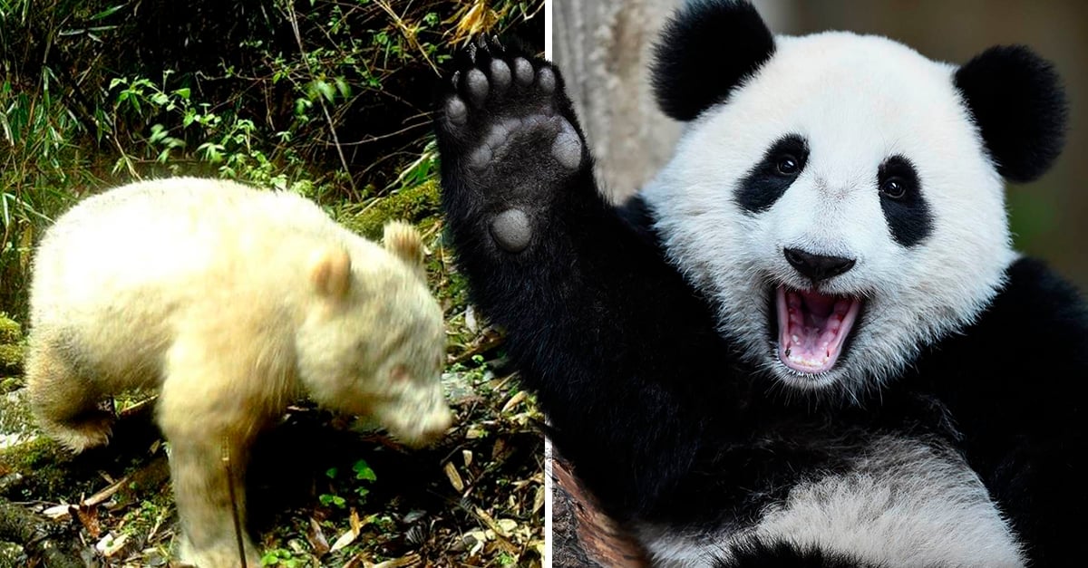 Esta es la primera foto de un panda gigante albino