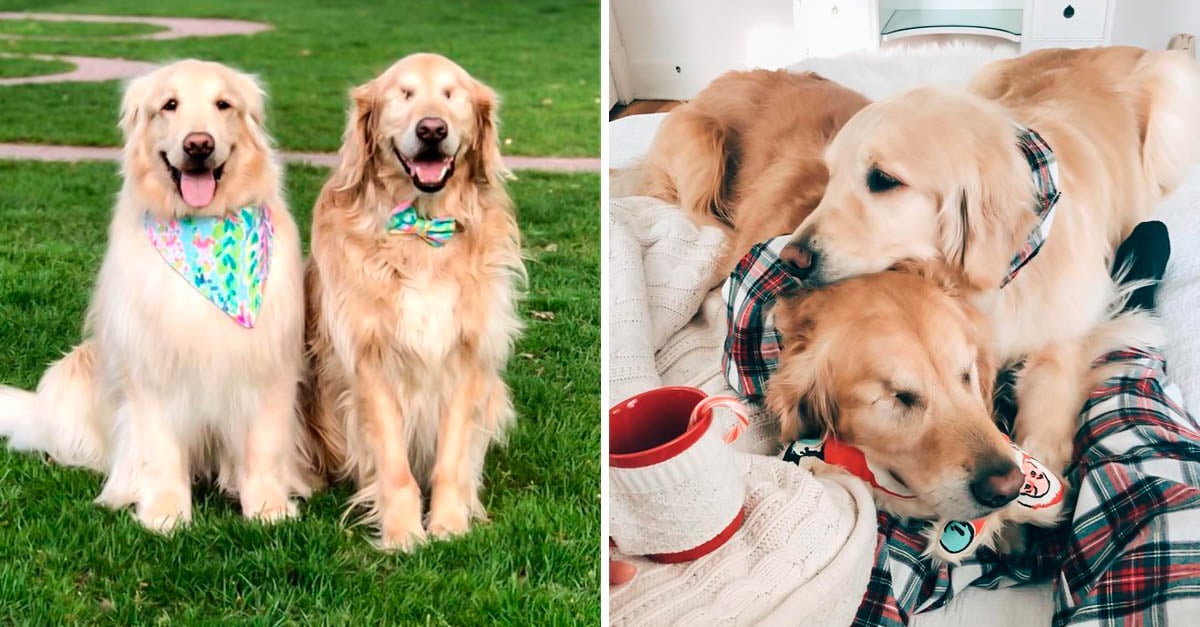 Este perrito ciego tiene una mejor amiga que lo guía