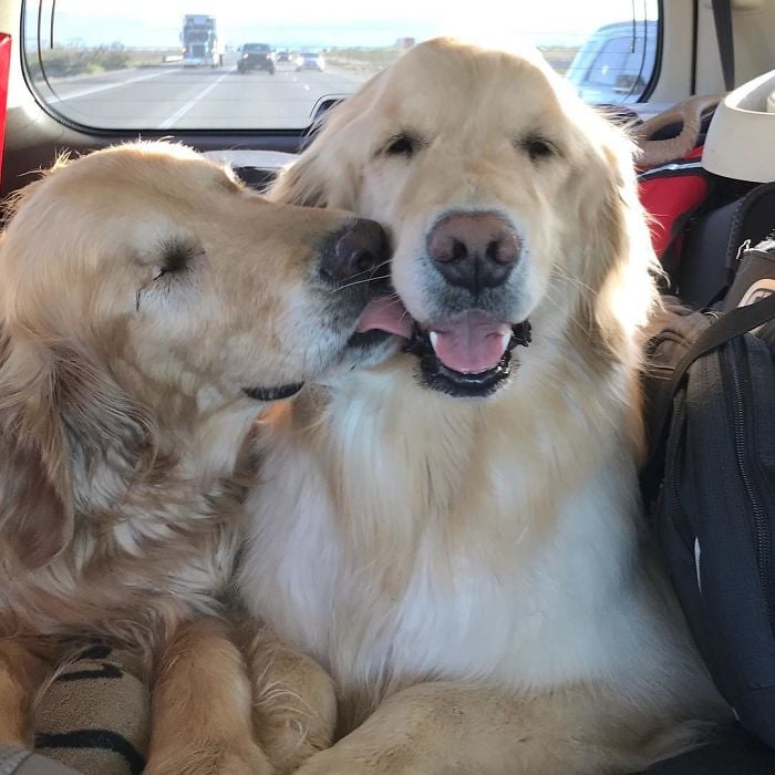 Este perrito ciego tiene una mejor amiga que lo guía