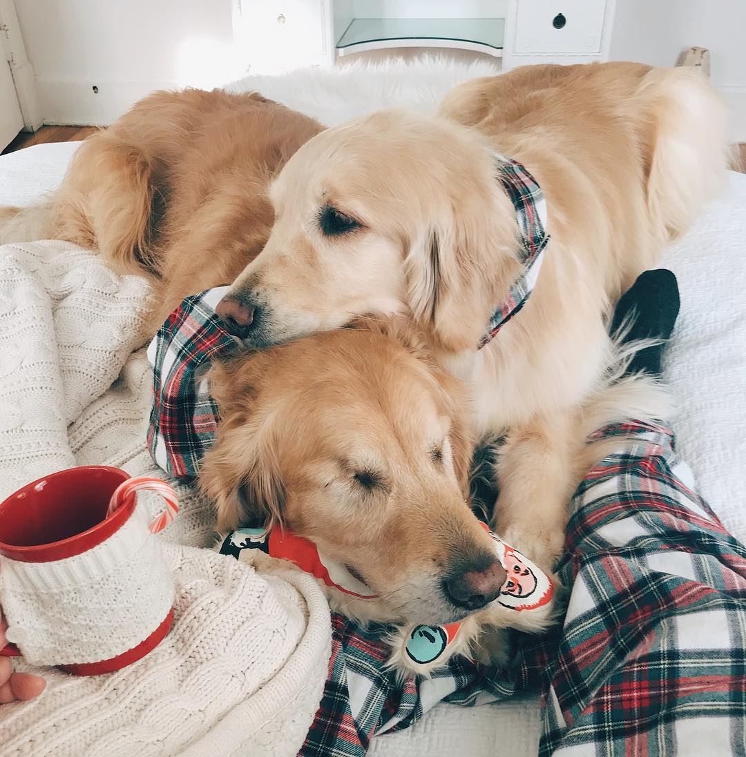 Este perrito ciego tiene una mejor amiga que lo guía