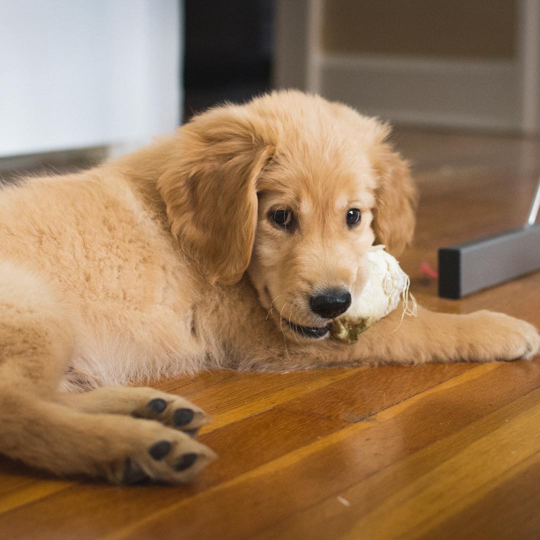 Este perrito ciego tiene una mejor amiga que lo guía