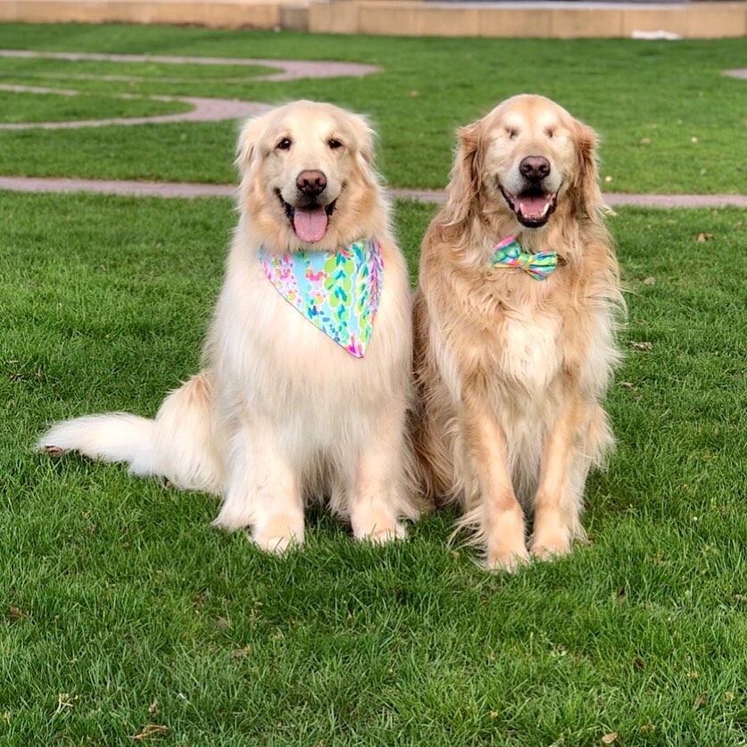 Este perrito ciego tiene una mejor amiga que lo guía