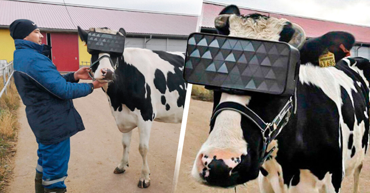 Vacas con cascos de realidad virtual dan mejor leche