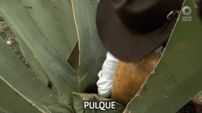 El pulque, bebida ancestral que ayuda a tus intestinos