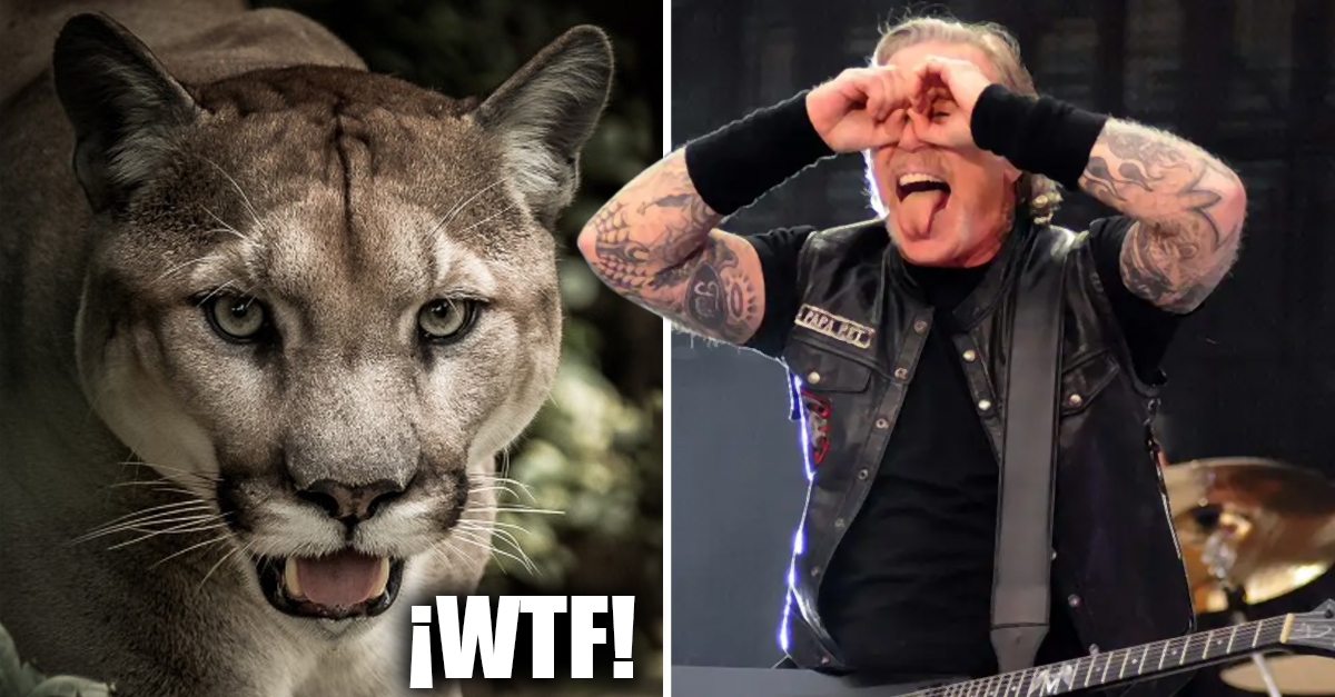 Mujer espanta a puma con canción de la banda Metallica