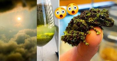 20 Cosas muy extrañas que no se ven todos los días