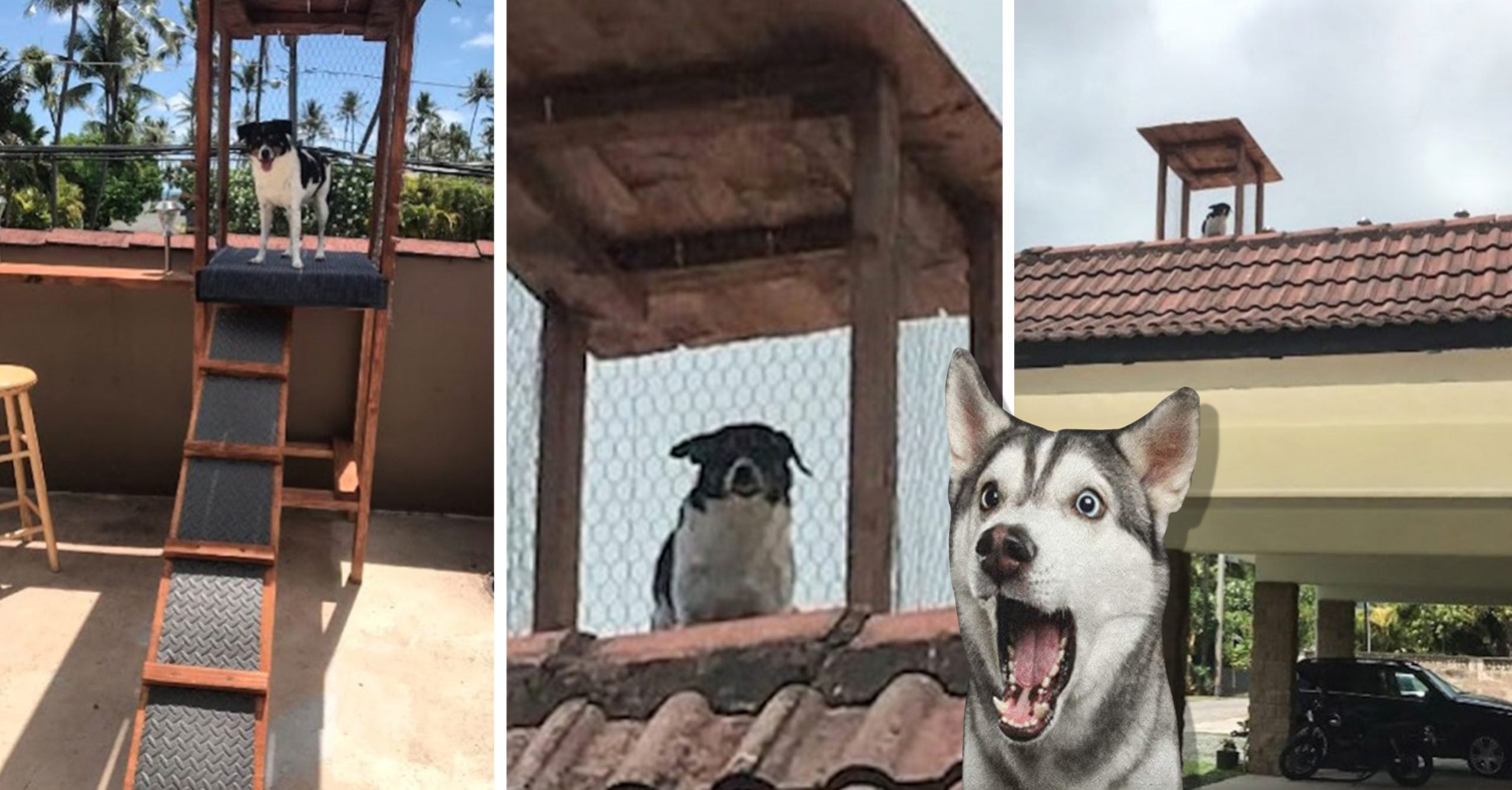 Familia construye una caseta de vigilancia para perrito metiche