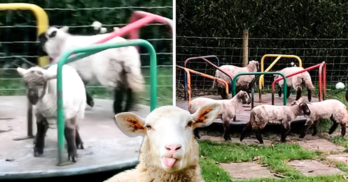 Ovejas corren en círculos en China durante 12 días