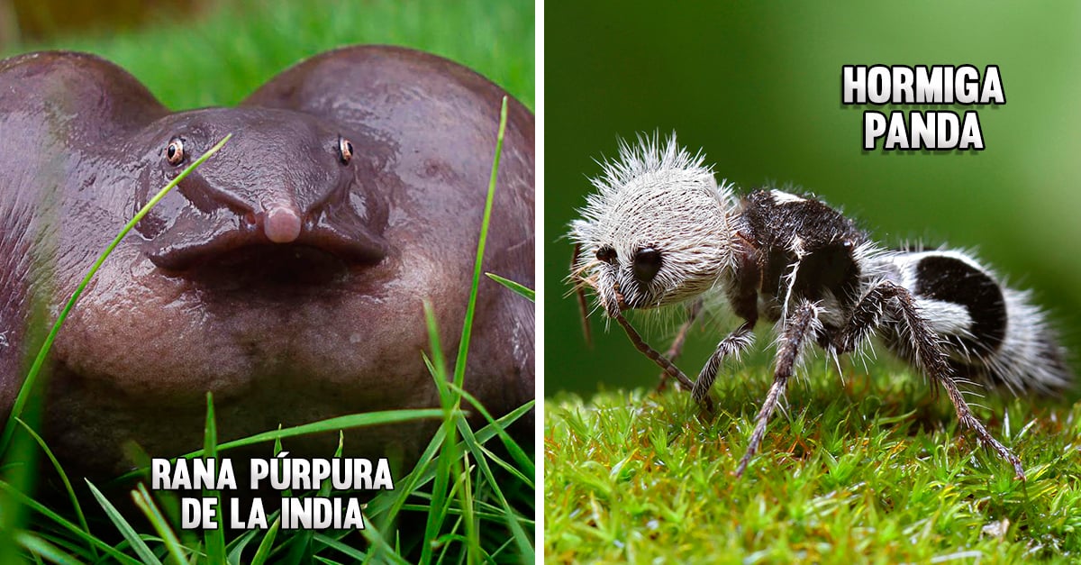 20 Extraños y poco conocidos animales alrededor del mundo